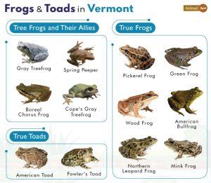 Frogs Facts, Types, Lifespan, Classification, Habitat, Pictures