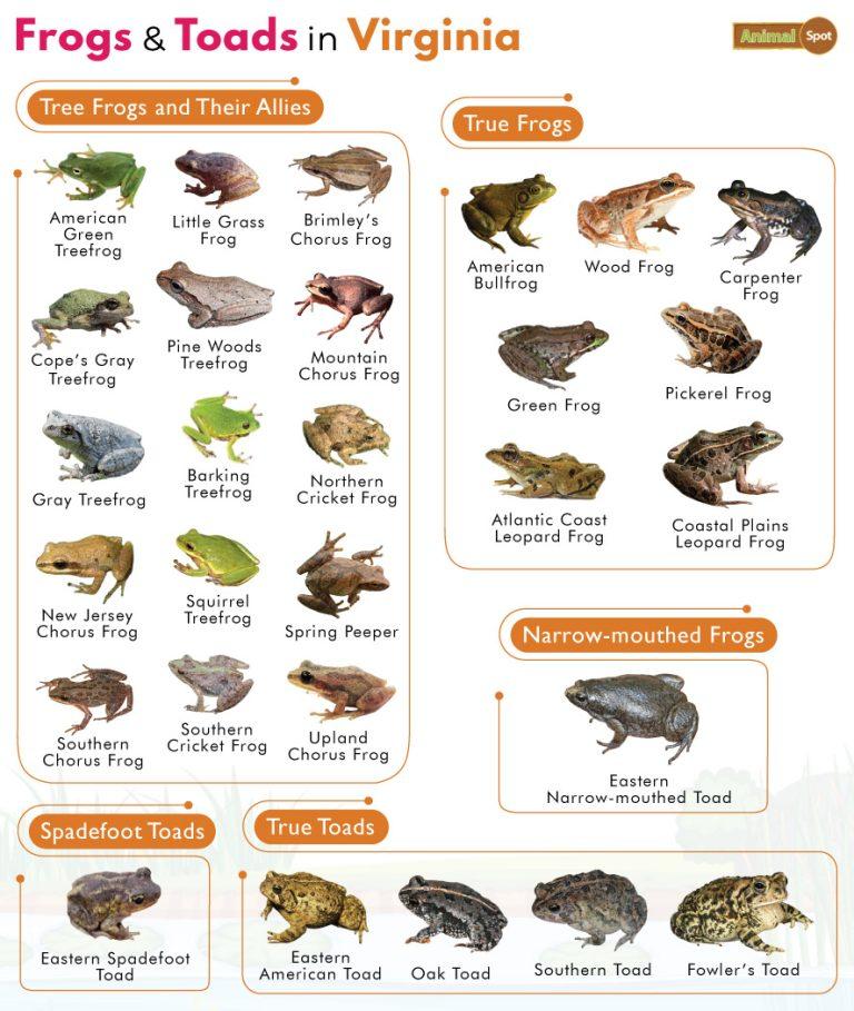 List of Frogs and Toads Found in Texas with Pictures