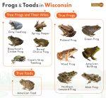 List of Frogs and Toads Found in Wisconsin with Pictures