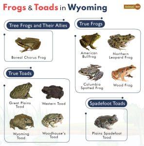 List of Frogs and Toads Found in Wyoming with Pictures
