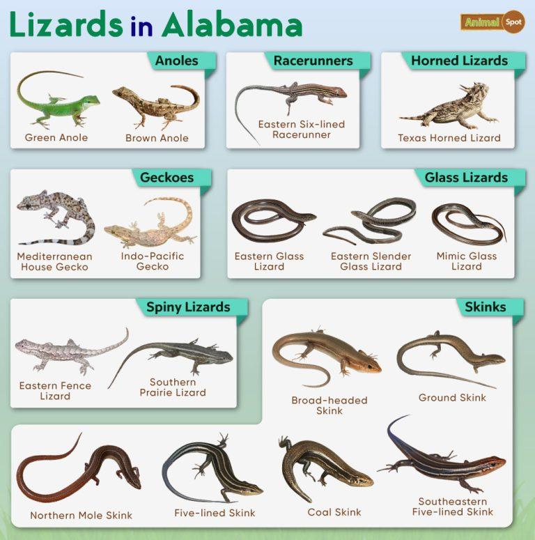 List of Lizards Found in Florida – Facts and Pictures