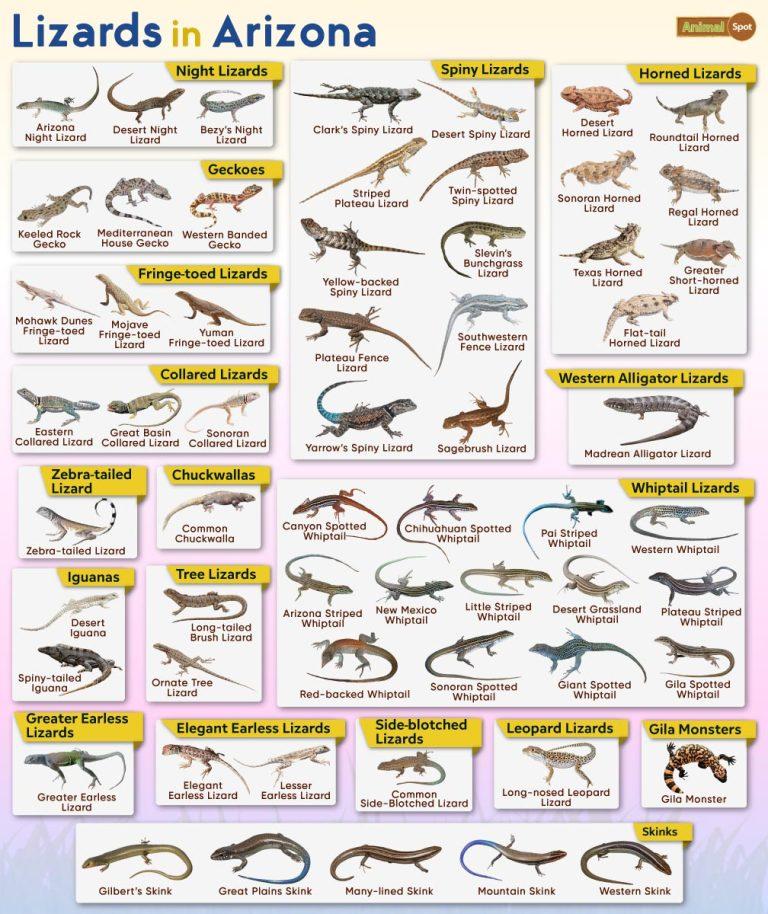List of Lizards Found in Arizona – Facts and Pictures
