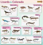 List of Lizards Found in Colorado – Facts and Pictures