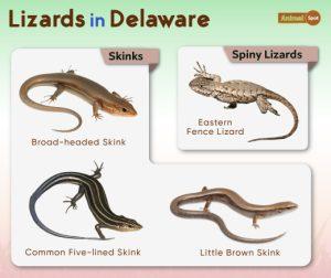 List of Lizards Found in Delaware – Facts and Pictures