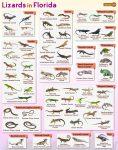 List of Lizards Found in Florida – Facts and Pictures