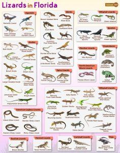 List of Lizards Found in Florida – Facts and Pictures