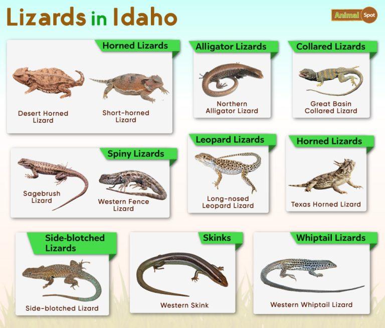 List of Lizards Found in Nevada – Facts and Pictures