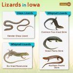 List of Lizards Found in Iowa – Facts and Pictures