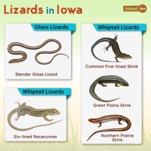 List of Lizards Found in Iowa – Facts and Pictures