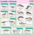 List of Lizards Found in Kansas – Facts and Pictures