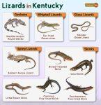 List of Lizards Found in Kentucky – Facts and Pictures