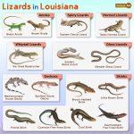 List of Lizards Found in Louisiana – Facts and Pictures