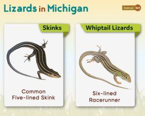 List of Lizards Found in Michigan – Facts and Pictures