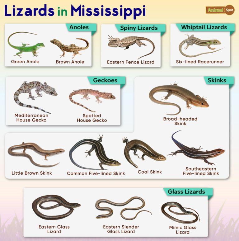 Eastern Glass Lizard - Facts, Habitat, Diet & Pictures