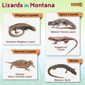 List of Lizards Found in Montana – Facts and Pictures