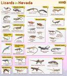 List of Lizards Found in Nevada – Facts and Pictures