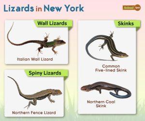 List of Lizards Found in New York – Facts and Pictures