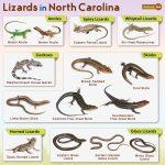 List of Lizards Found in North Carolina – Facts and Pictures