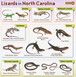 List of Lizards Found in North Carolina – Facts and Pictures