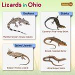 List of Lizards Found in Ohio – Facts and Pictures