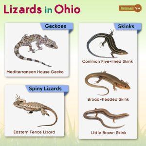 List of Lizards Found in Ohio – Facts and Pictures