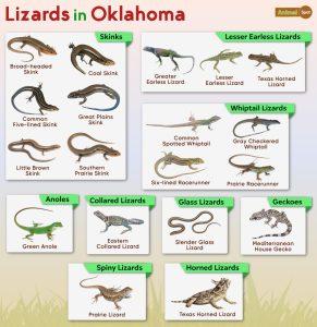 List of Lizards Found in Oklahoma – Facts and Pictures