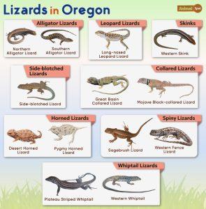 List of Lizards Found in Oregon – Facts and Pictures