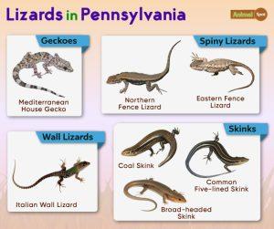 List of Lizards Found in Pennsylvania – Facts and Pictures