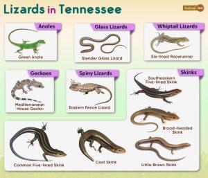 List of Lizards Found in Tennessee – Facts and Pictures