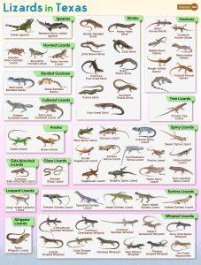 List of Lizards Found in Texas – Facts and Pictures