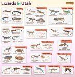 List of Lizards Found in Utah – Facts and Pictures