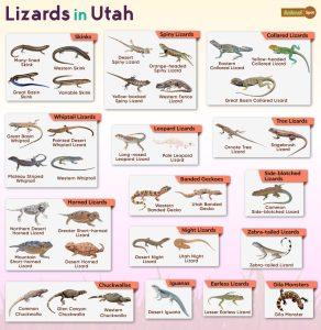 List of Lizards Found in Utah – Facts and Pictures