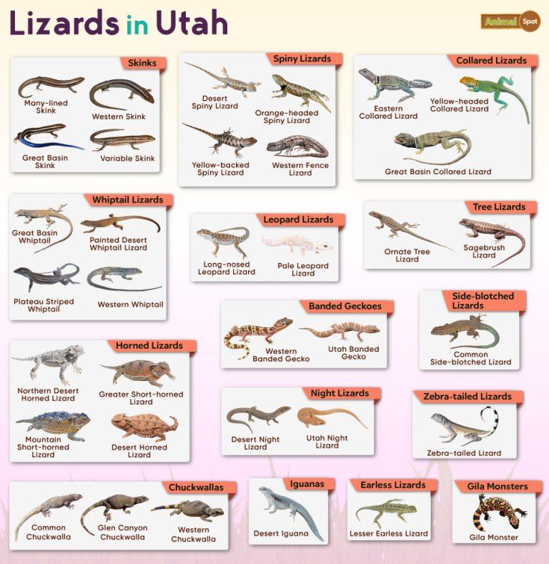 List of Lizards Found in Texas – Facts and Pictures