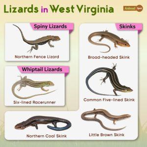List of Lizards Found in West Virginia – Facts and Pictures