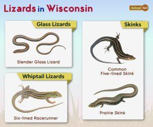 List of Lizards Found in Wisconsin – Facts and Pictures