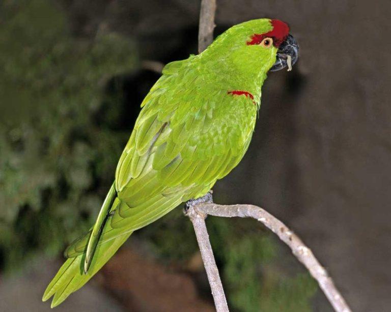 Thick-Billed Parrot – Facts, Appearance, Size, Habitat, and Pictures