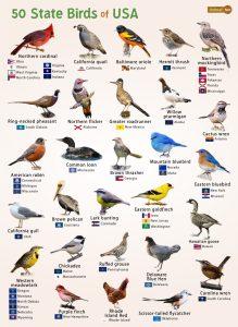 List of Birds Found in the United States of America with Pictures