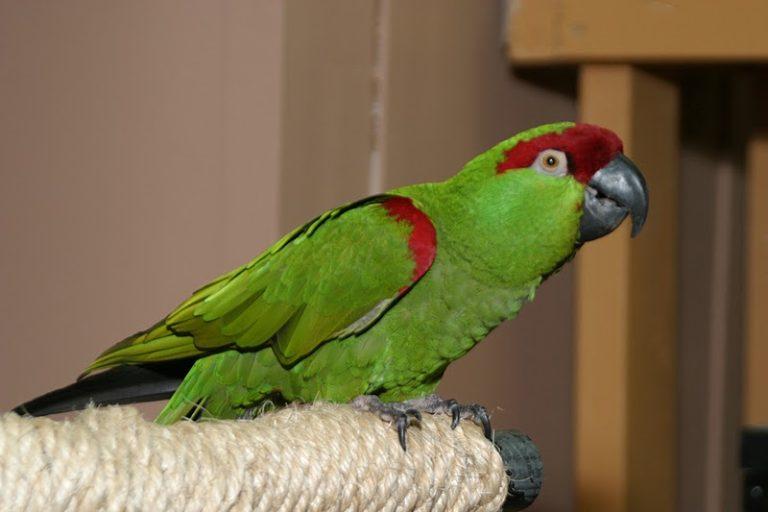 Thick-Billed Parrot – Facts, Appearance, Size, Habitat, and Pictures