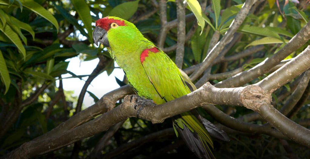 Thick-Billed Parrot – Facts, Appearance, Size, Habitat, and Pictures
