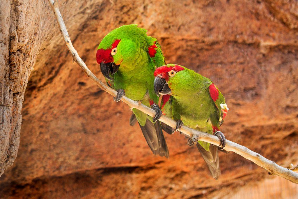 Thick-Billed Parrot – Facts, Appearance, Size, Habitat, and Pictures