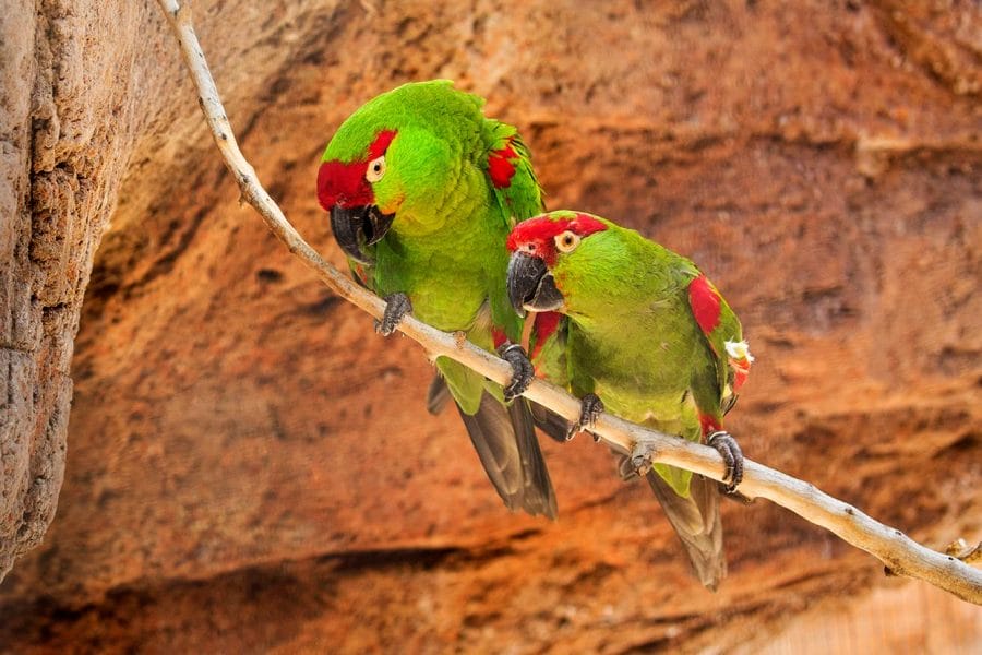 Thick-Billed Parrot – Facts, Appearance, Size, Habitat, and Pictures