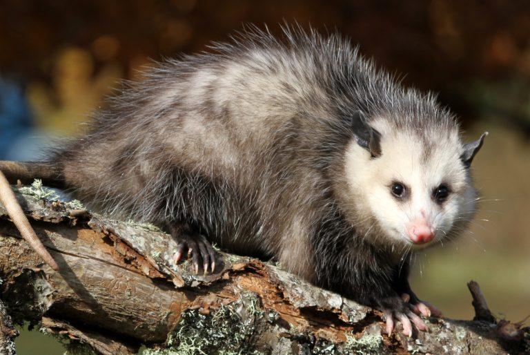 Virginia Opossum – Facts, Size, Habitat, and Pictures