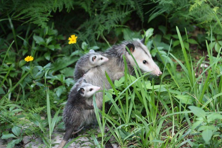 Virginia Opossum – Facts, Size, Habitat, and Pictures