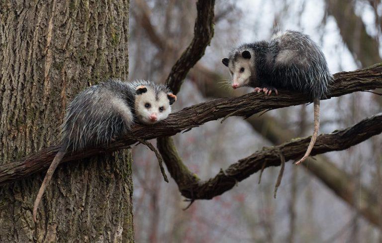 Virginia Opossum – Facts, Size, Habitat, and Pictures