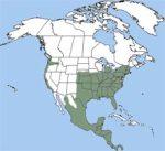 Virginia Opossum – Facts, Size, Habitat, and Pictures