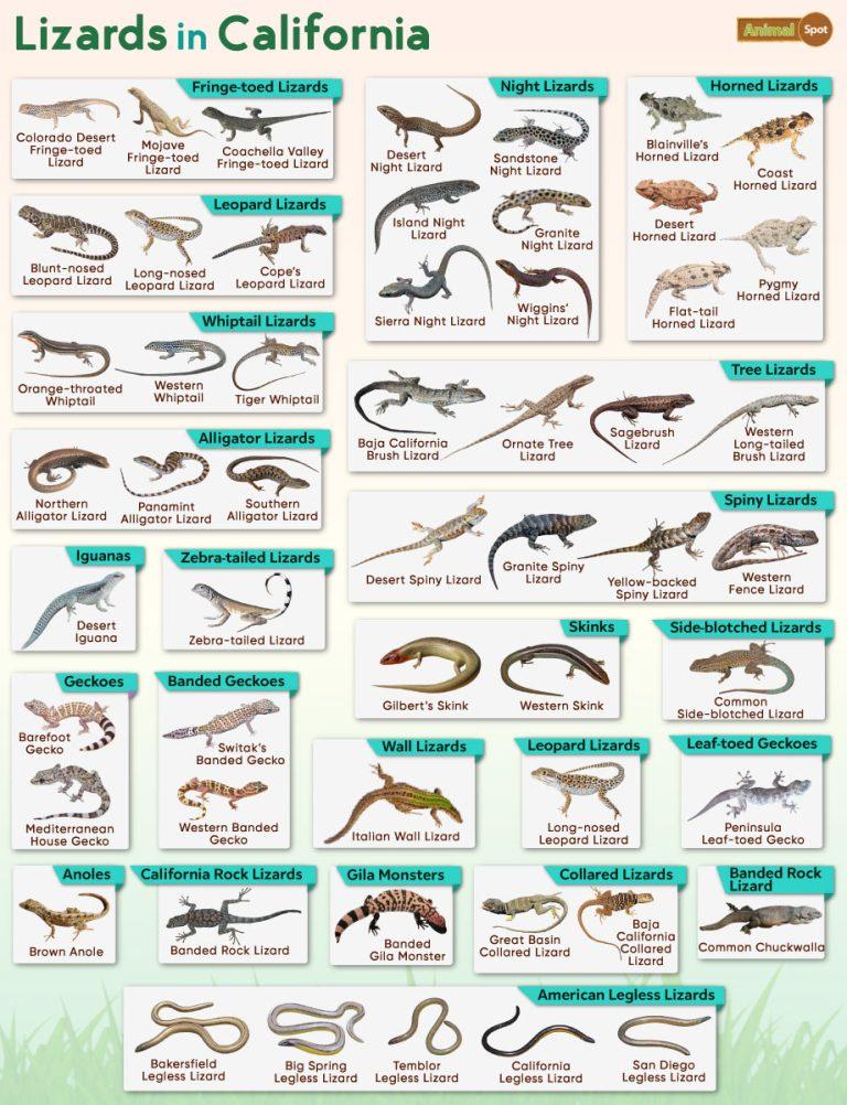List of Lizards Found in Colorado – Facts and Pictures