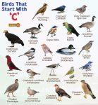 Birds That Start With C - List of Bird Names