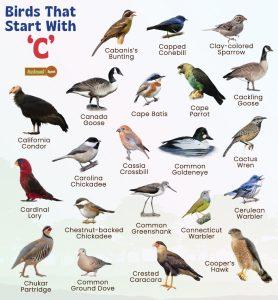 Birds That Start With C - List of Bird Names