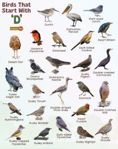 Birds That Start With D - List of Bird Names