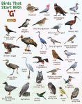 Birds That Start With G - List of Bird Names
